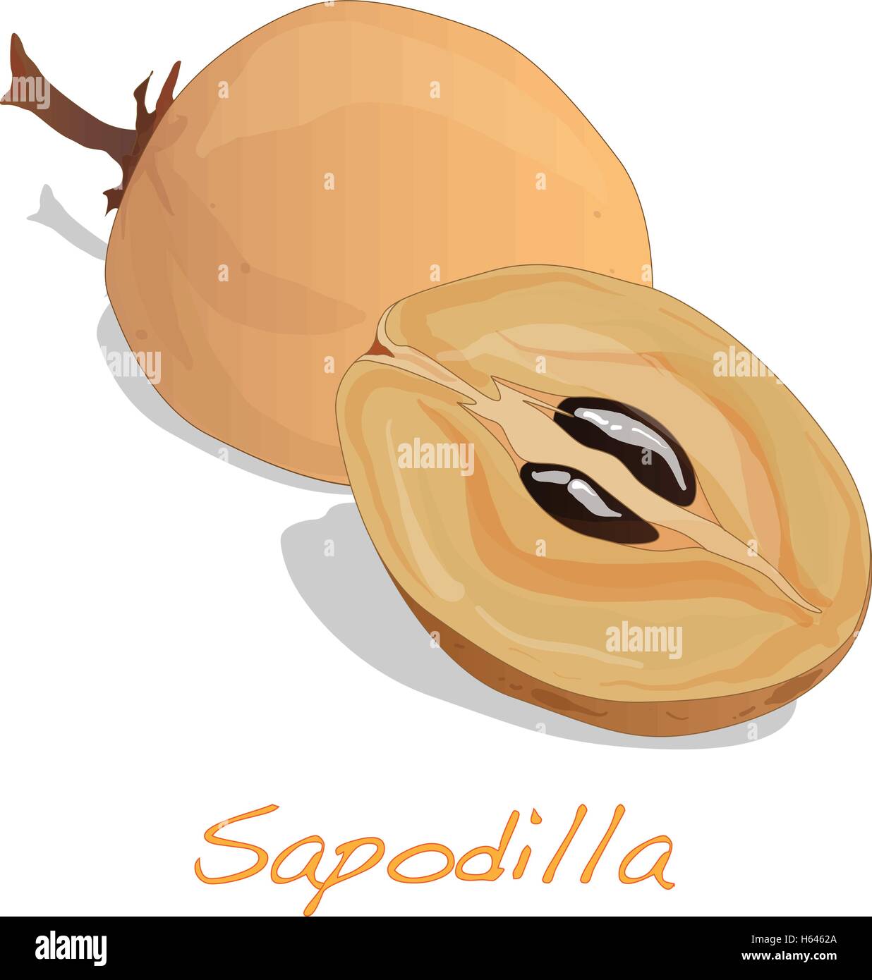sapodilla fruit vector isolated on white bacground Stock Vector Image ...