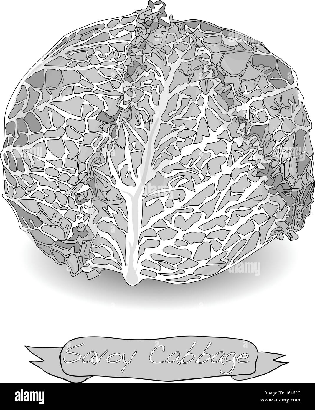 Cabbage cross section Black and White Stock Photos & Images - Alamy