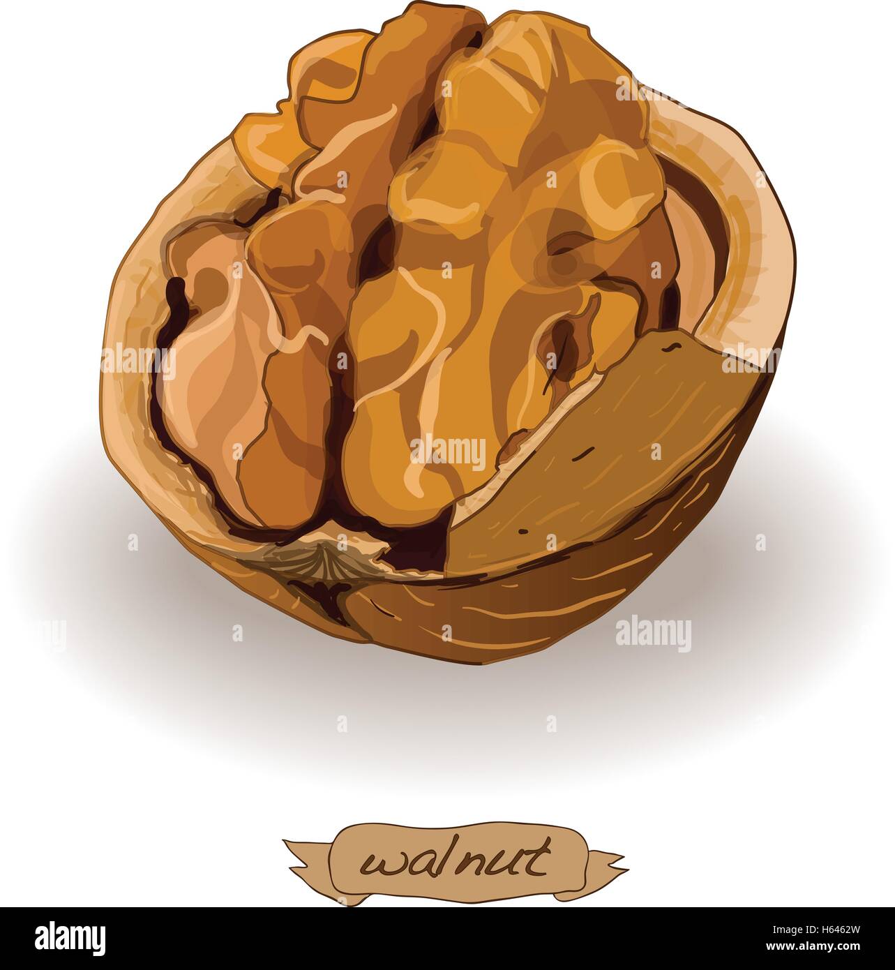 Walnut vector isolated image on the white Stock Vector Image & Art - Alamy