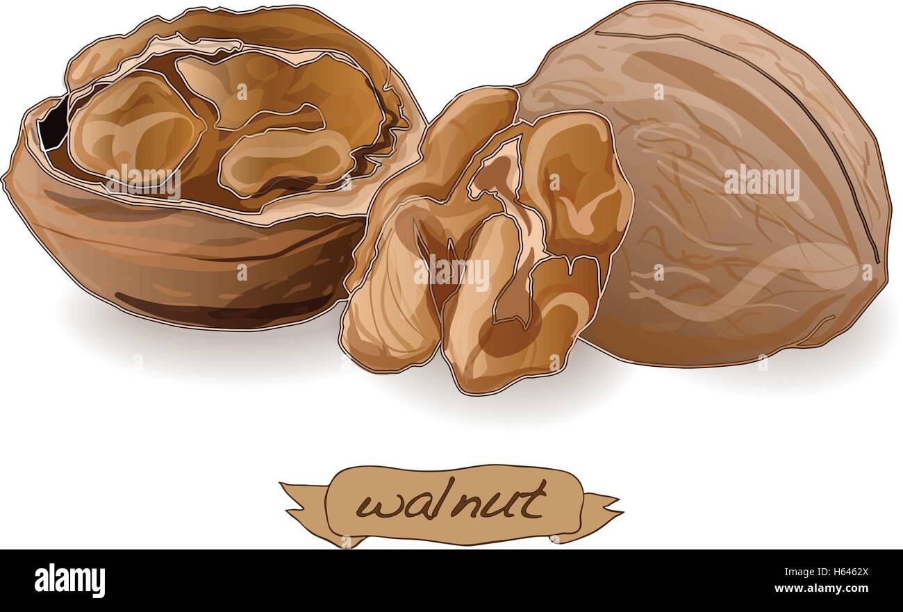 Walnut vector isolated image on the white Stock Vector Image & Art - Alamy
