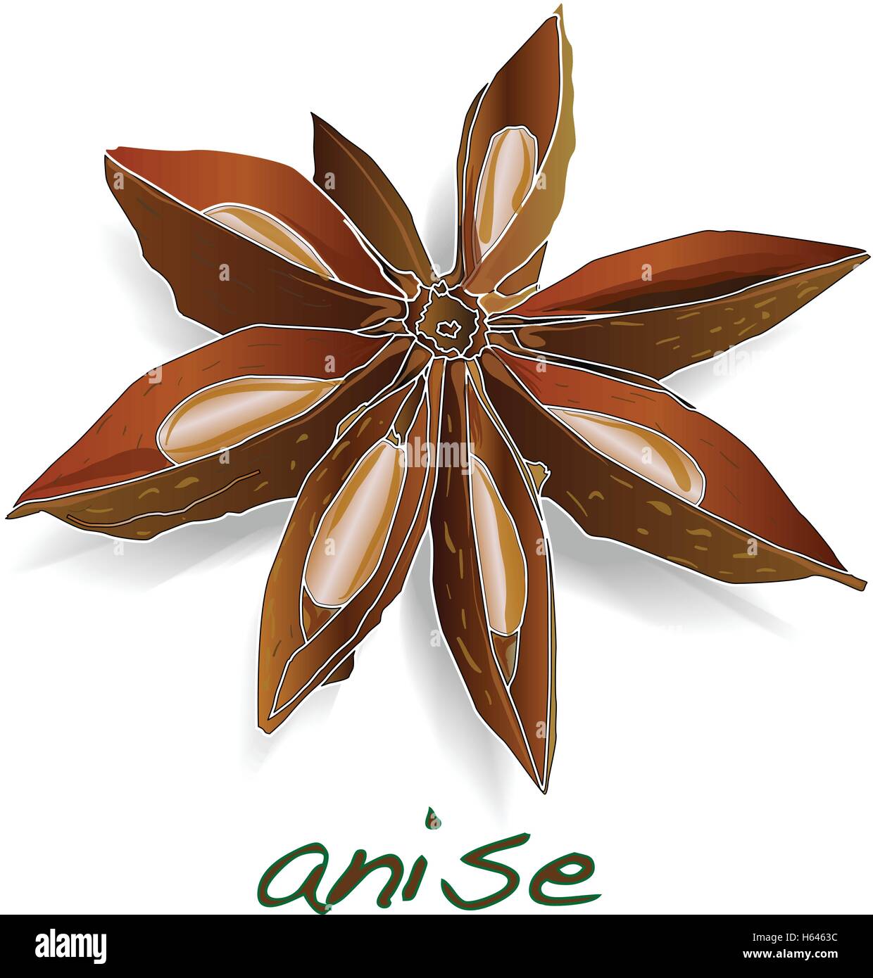 Star anise spice fruit and seeds isolated on white background vector ...