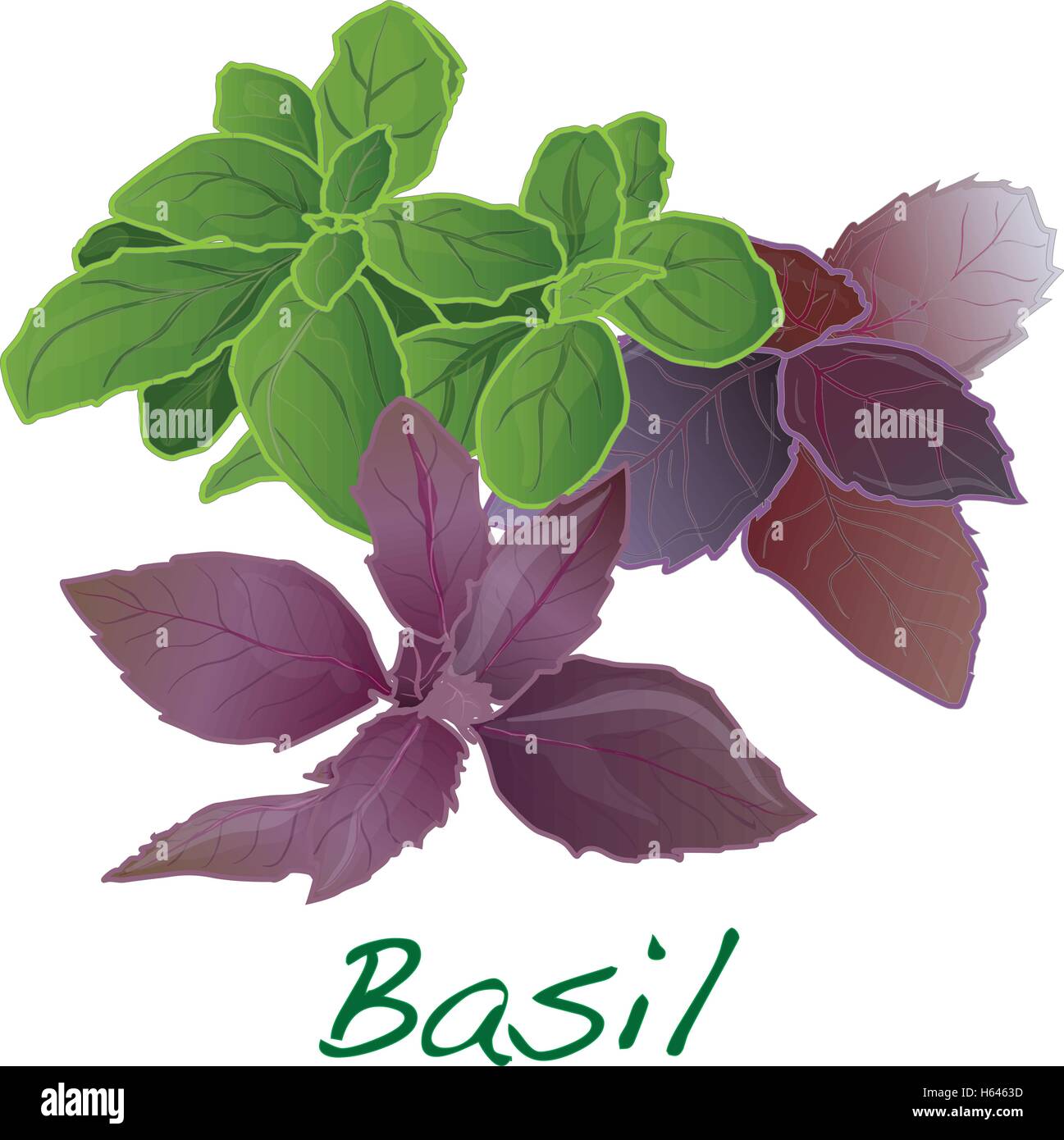 Leaf leaves aromatic basil Stock Vector Images - Alamy