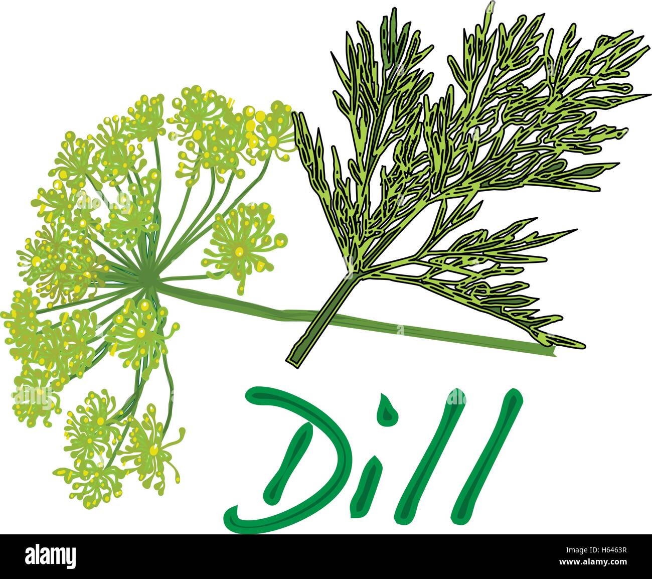 fresh dill vector on white background Stock Vector Image & Art - Alamy