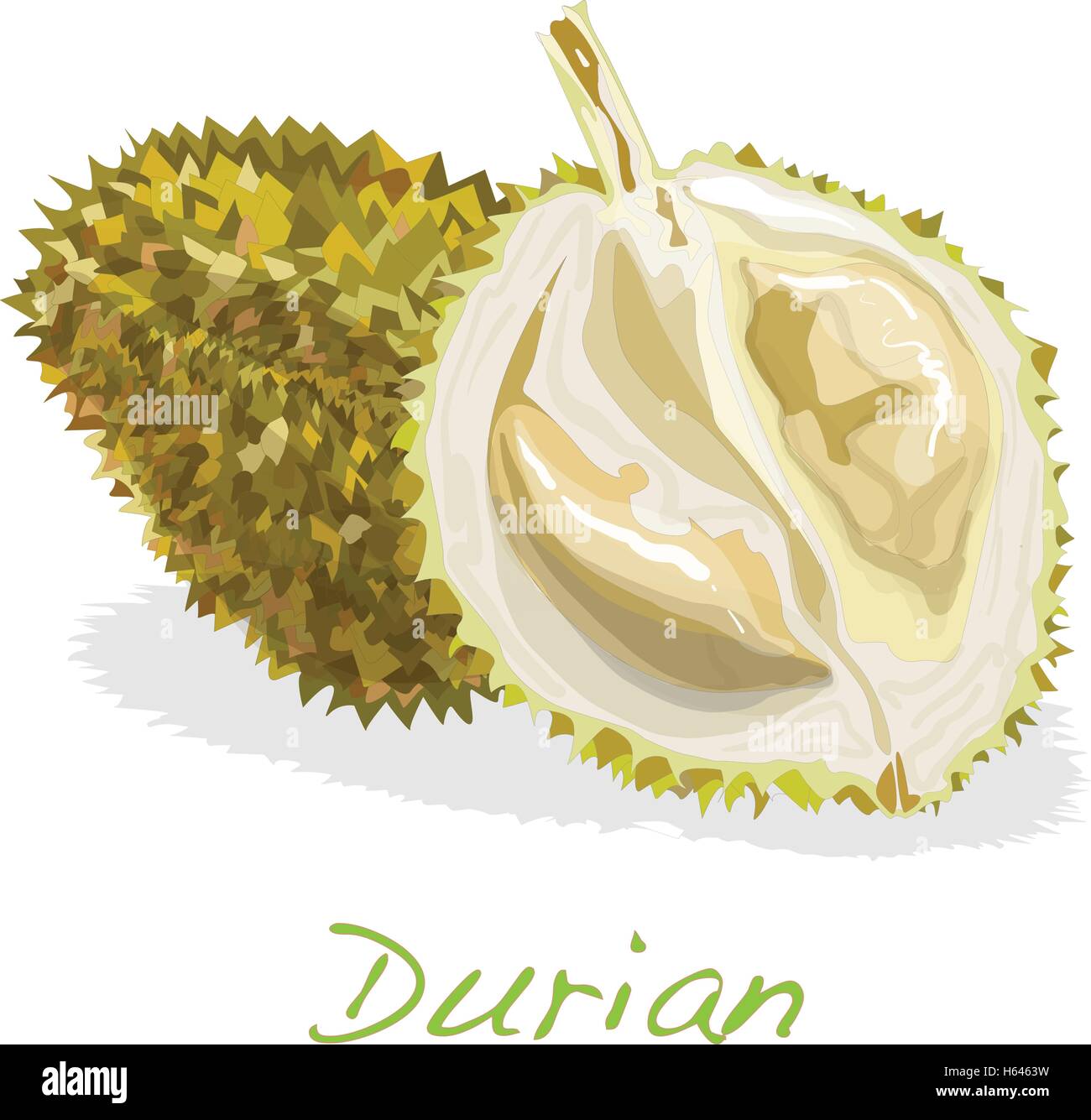 Durian isolated on the white background. Vector Stock Vector Image ...