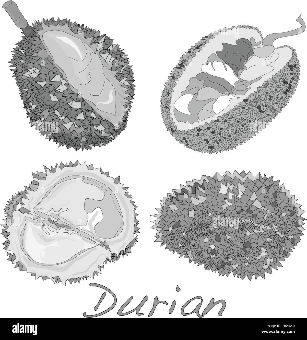 Durian isolated on the white background. Vector Stock Vector Image ...