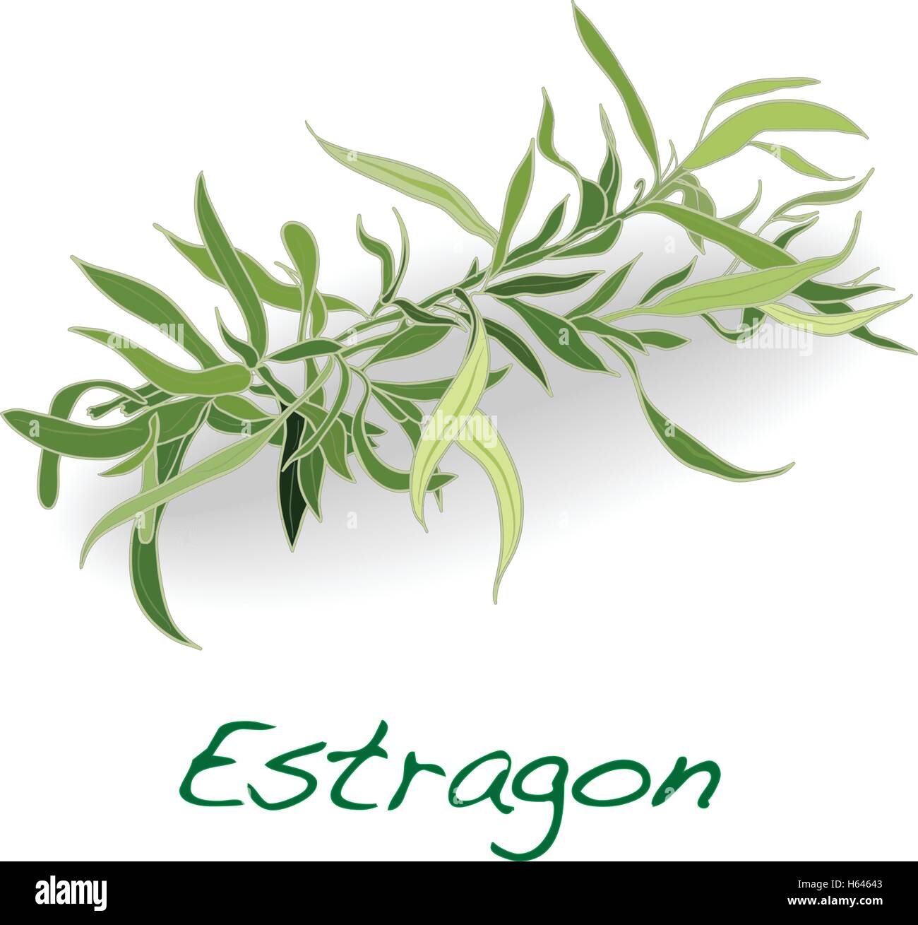 Tarragon vector vectors hi-res stock photography and images - Alamy