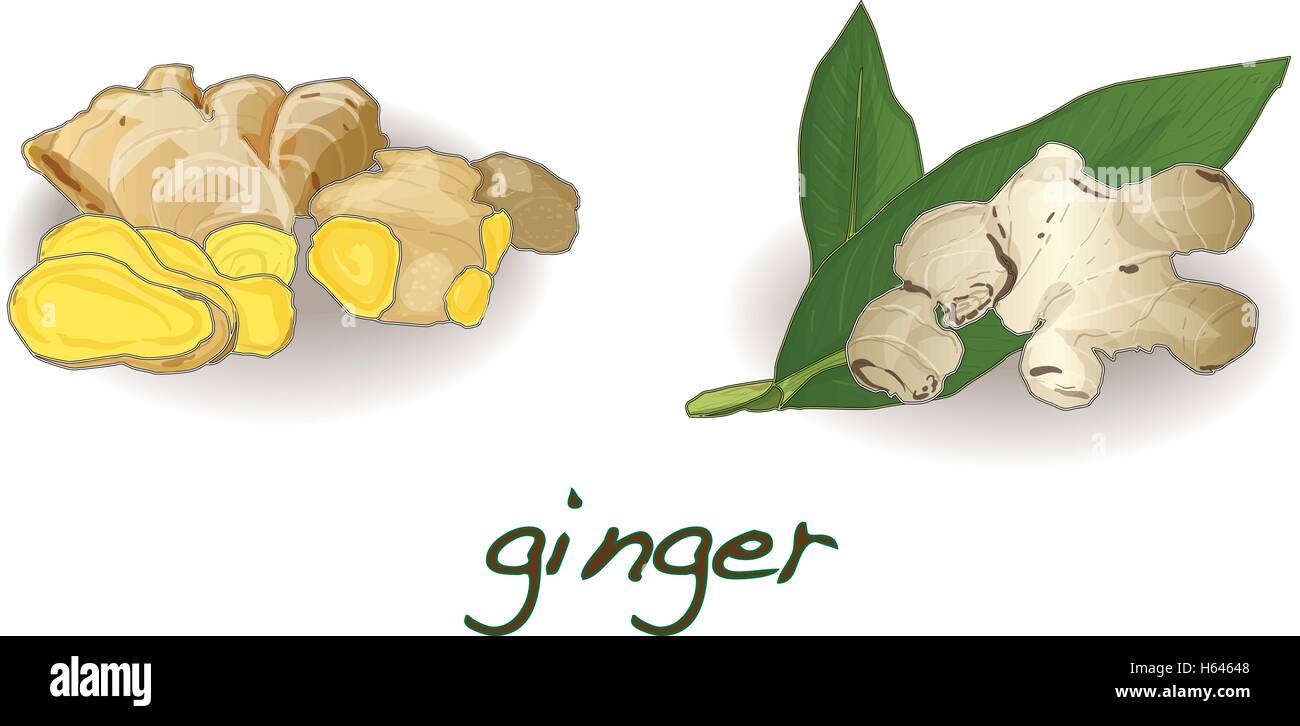 ginger on white background vector illustration Stock Vector Image & Art ...