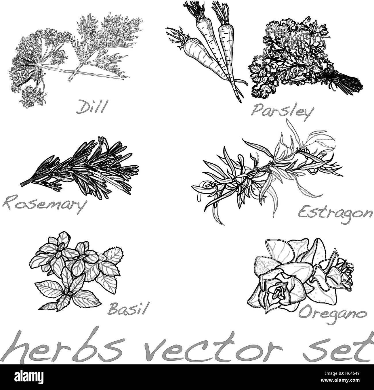 Herbs dill Black and White Stock Photos & Images - Alamy