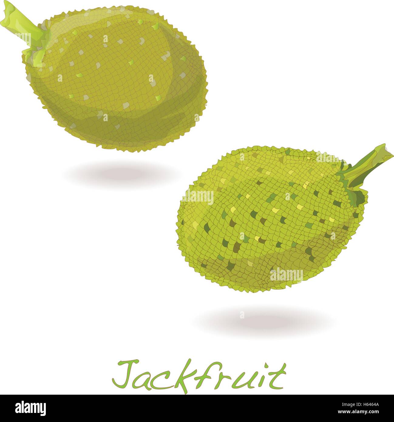 Jackfruit vector isolated on white background Stock Vector Image & Art ...