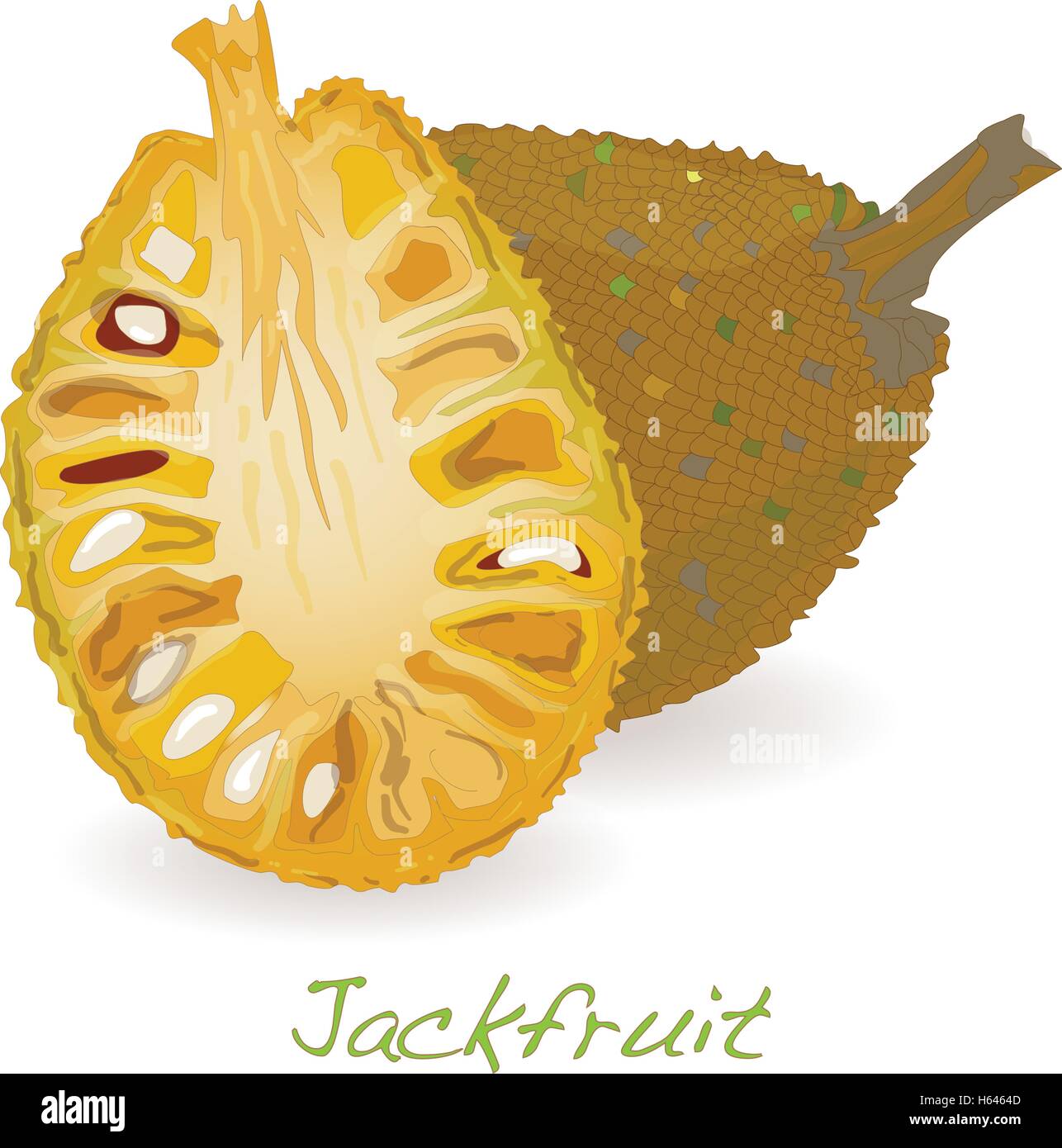 Growing jackfruit Stock Vector Images - Alamy