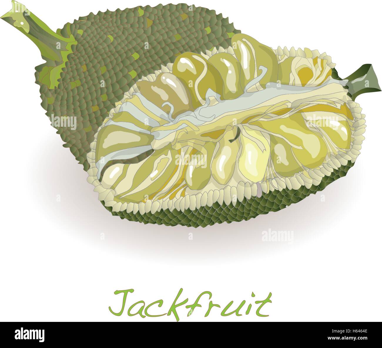 Jackfruit vector isolated on white background Stock Vector Image & Art ...