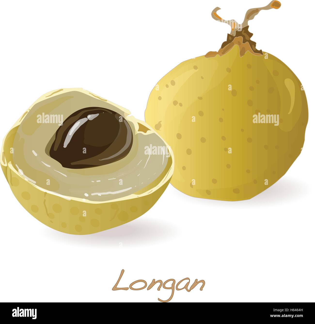 Longan, Dimocarpus longan, vector isolated Stock Vector Image & Art - Alamy