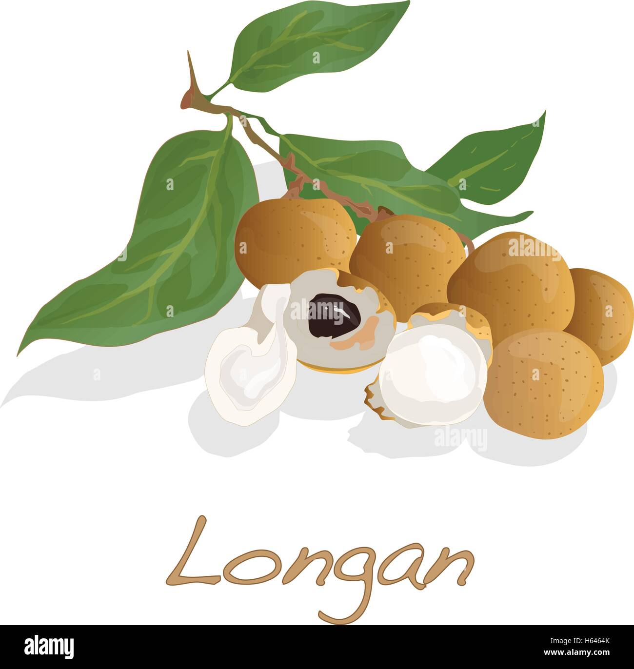 Longan, Dimocarpus longan, vector isolated Stock Vector Image & Art - Alamy