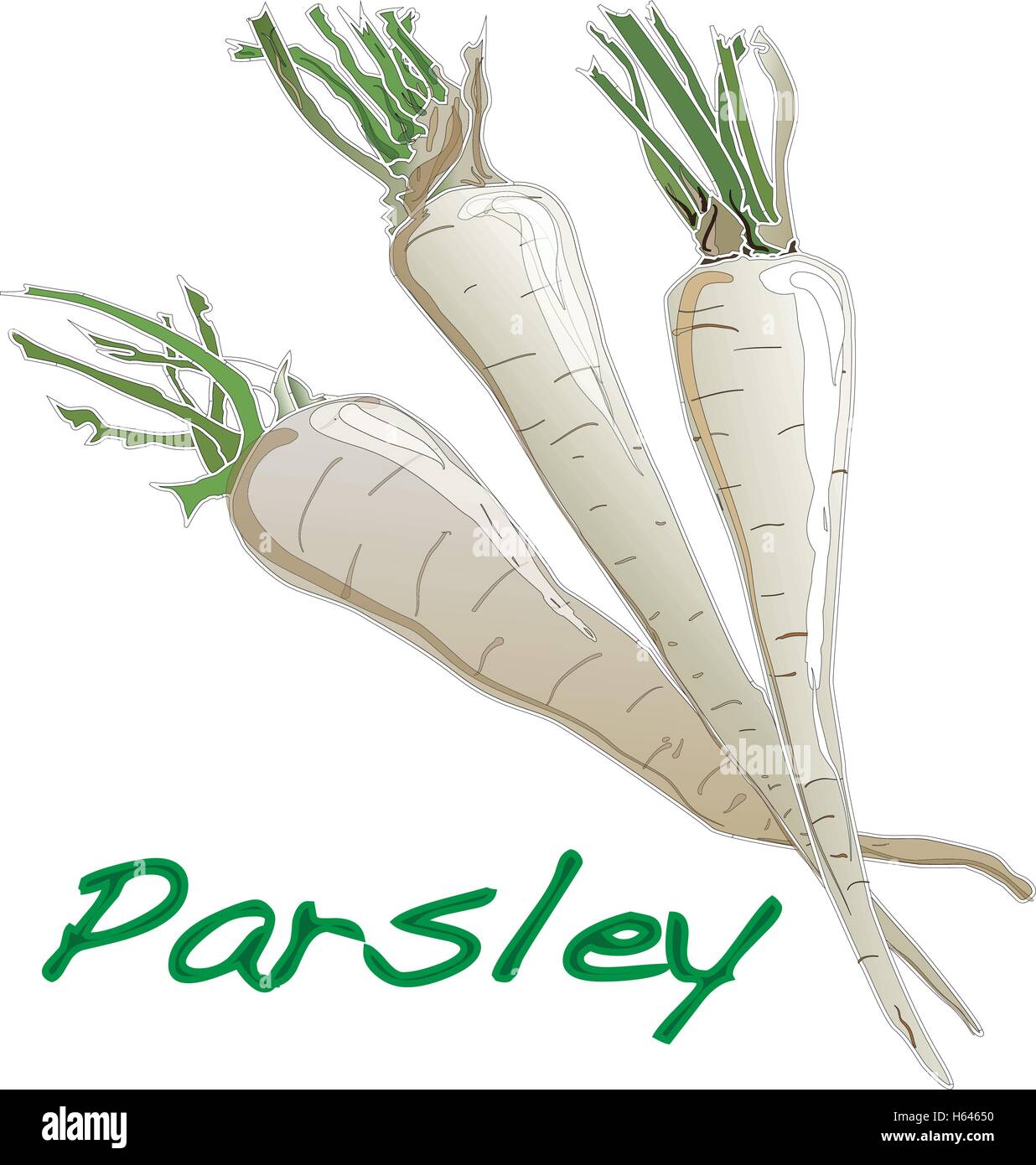 Fresh parsley with root vector on white background Stock Vector Image ...