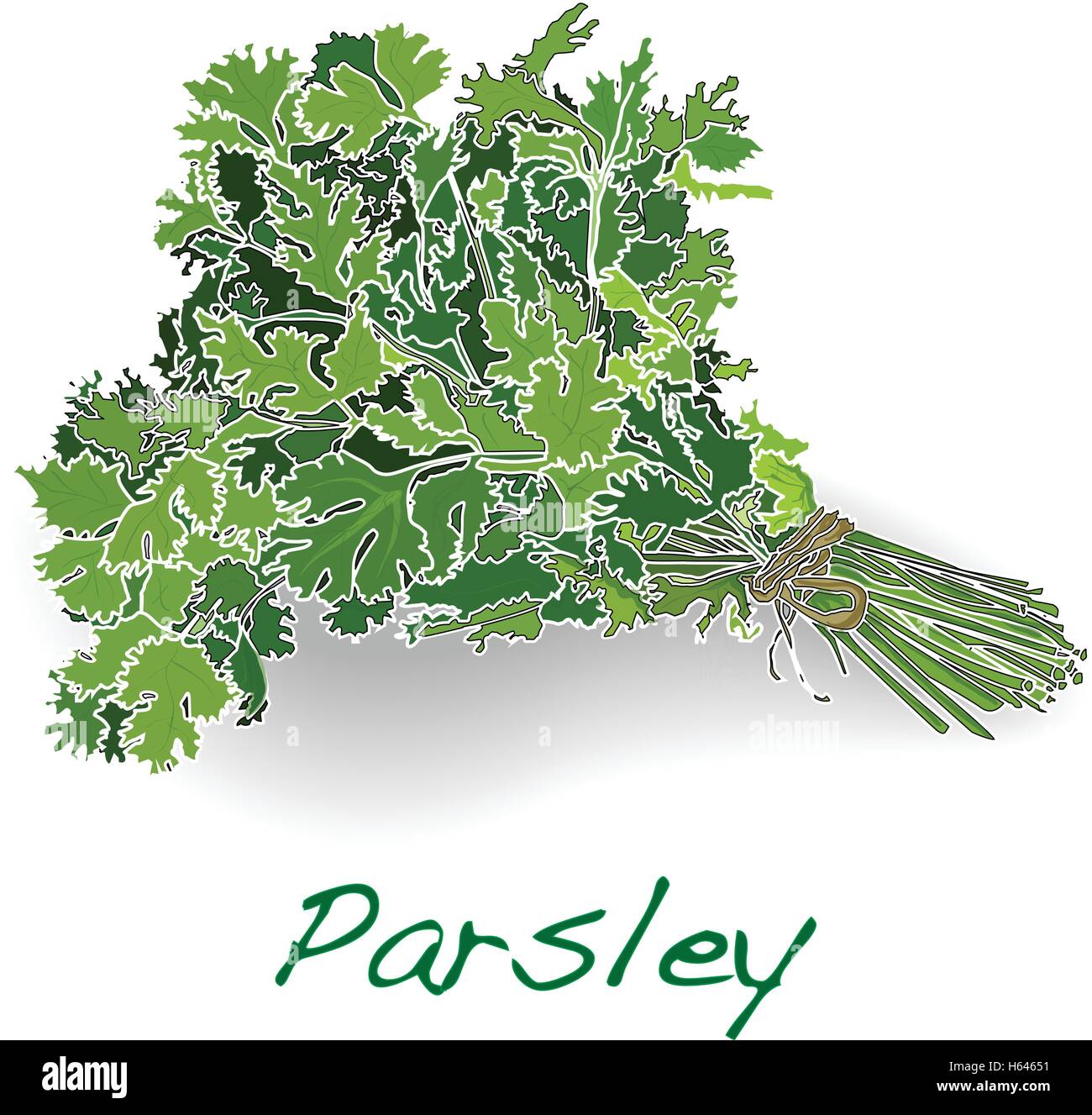 Fresh parsley vector on white background Stock Vector Image & Art - Alamy