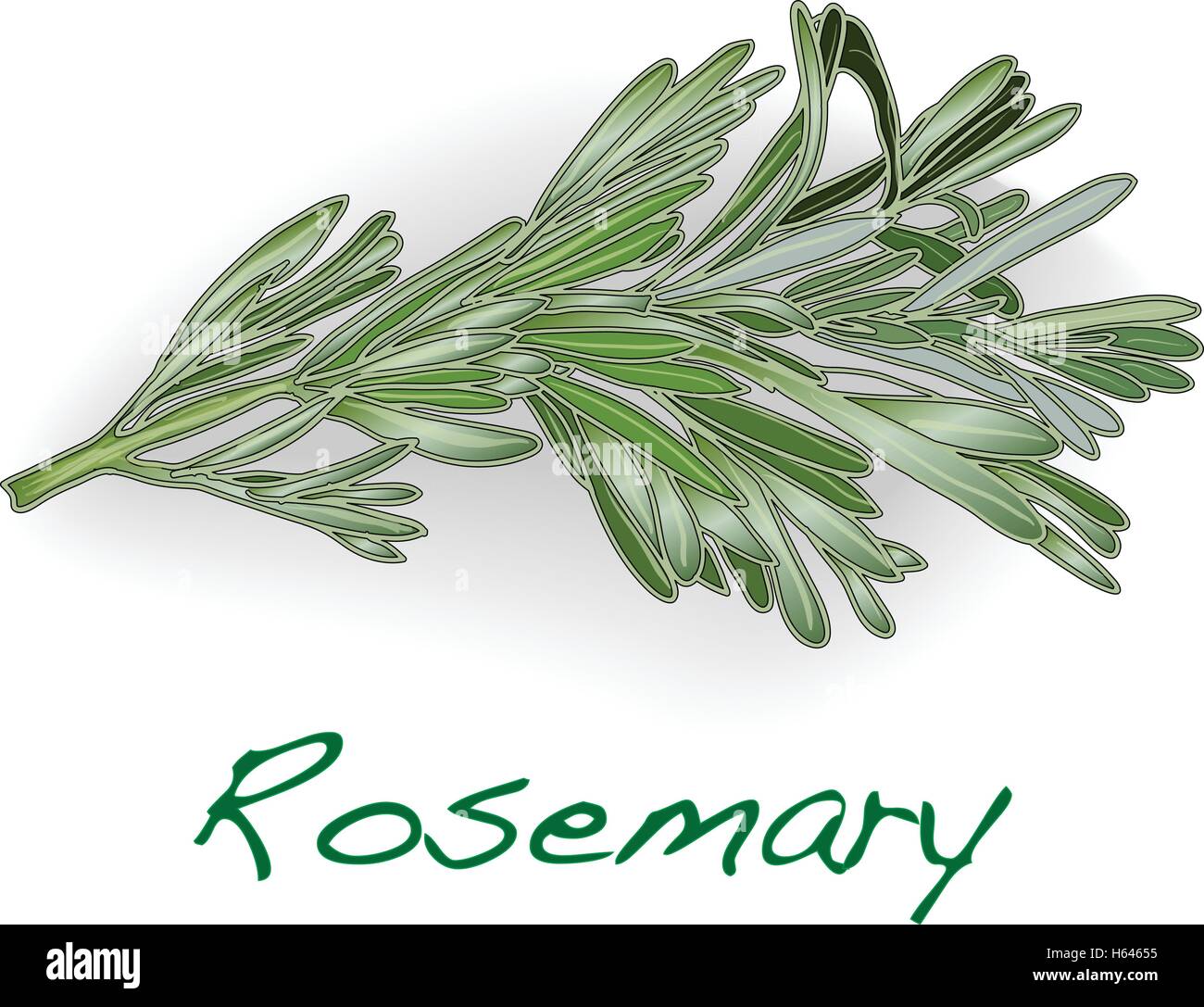 Rosemary vector isolated on white background Stock Vector Image & Art ...