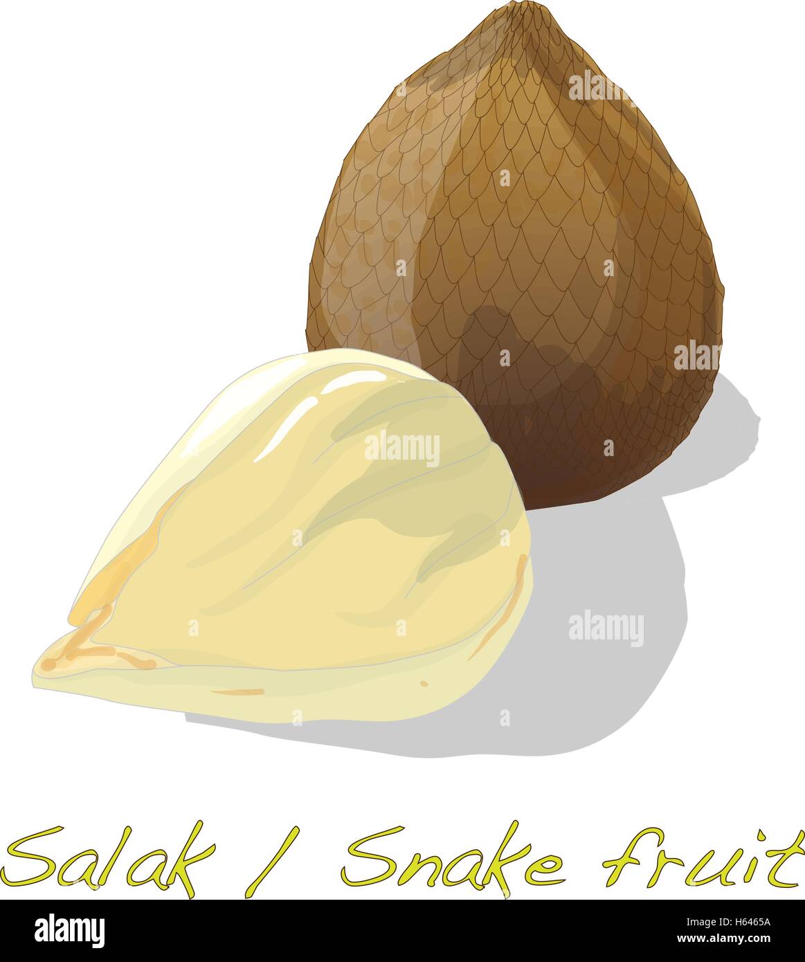 Salak / Snake fruit isolated vector Stock Vector Image & Art - Alamy