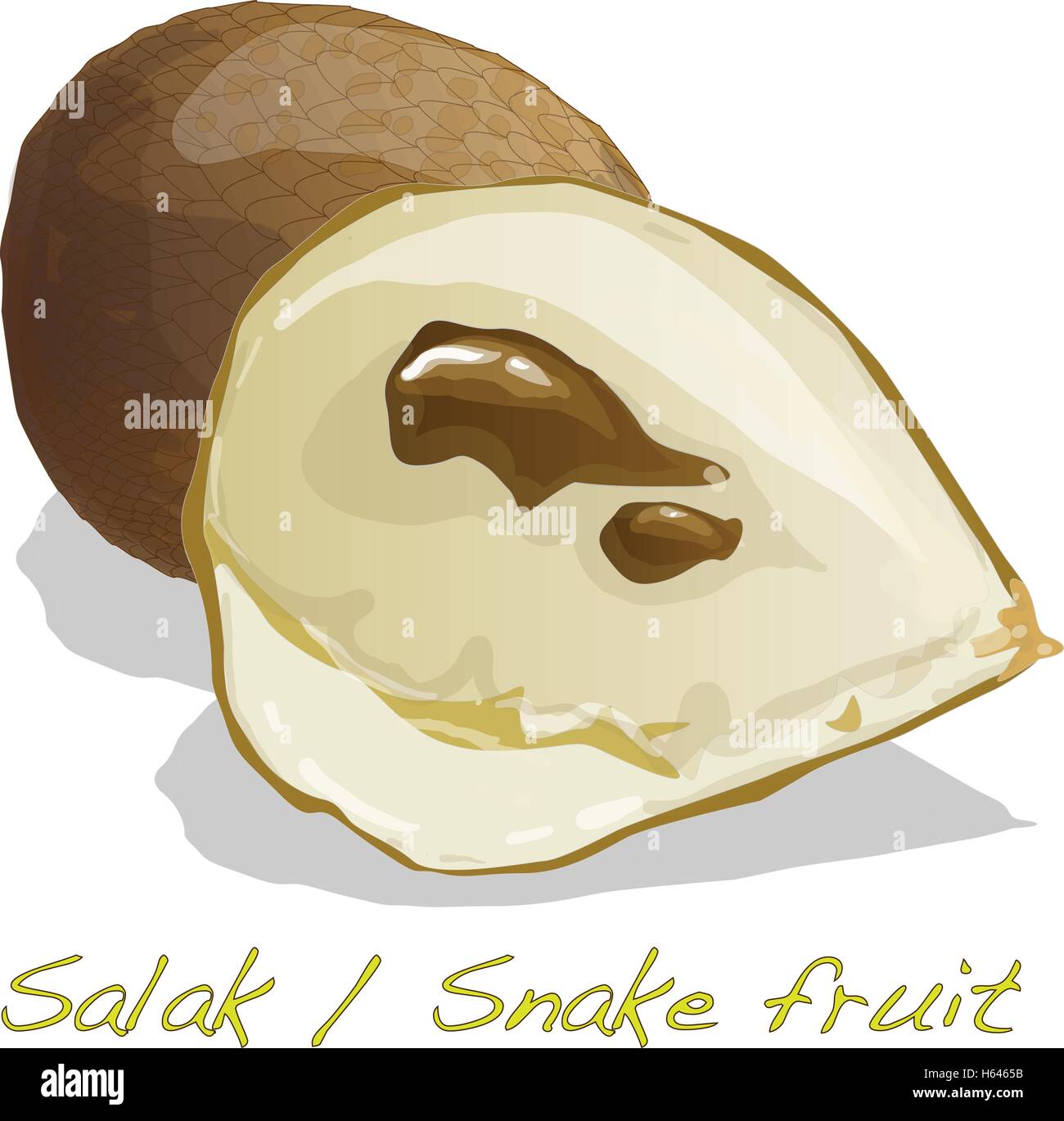 Salak / Snake fruit isolated vector Stock Vector Image & Art - Alamy