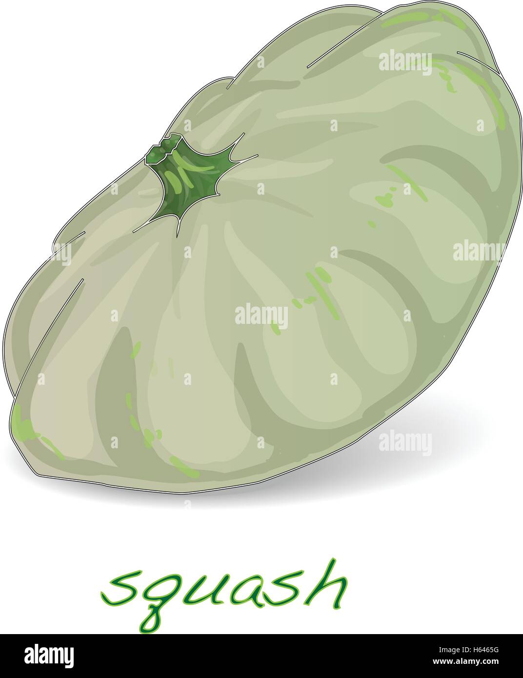 Pattypan squash vector vectors hi-res stock photography and images - Alamy