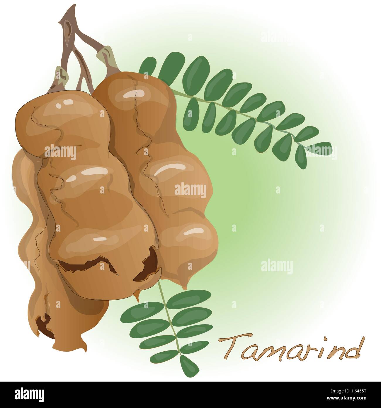 Tamarind vector isolated on white background Stock Vector Image & Art ...