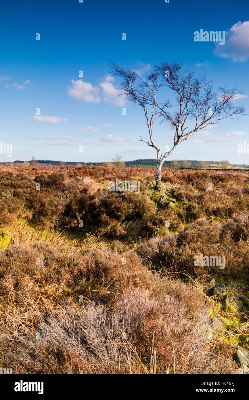 Lone Birch Tree on Rowsley Moor Stock Photo - Alamy