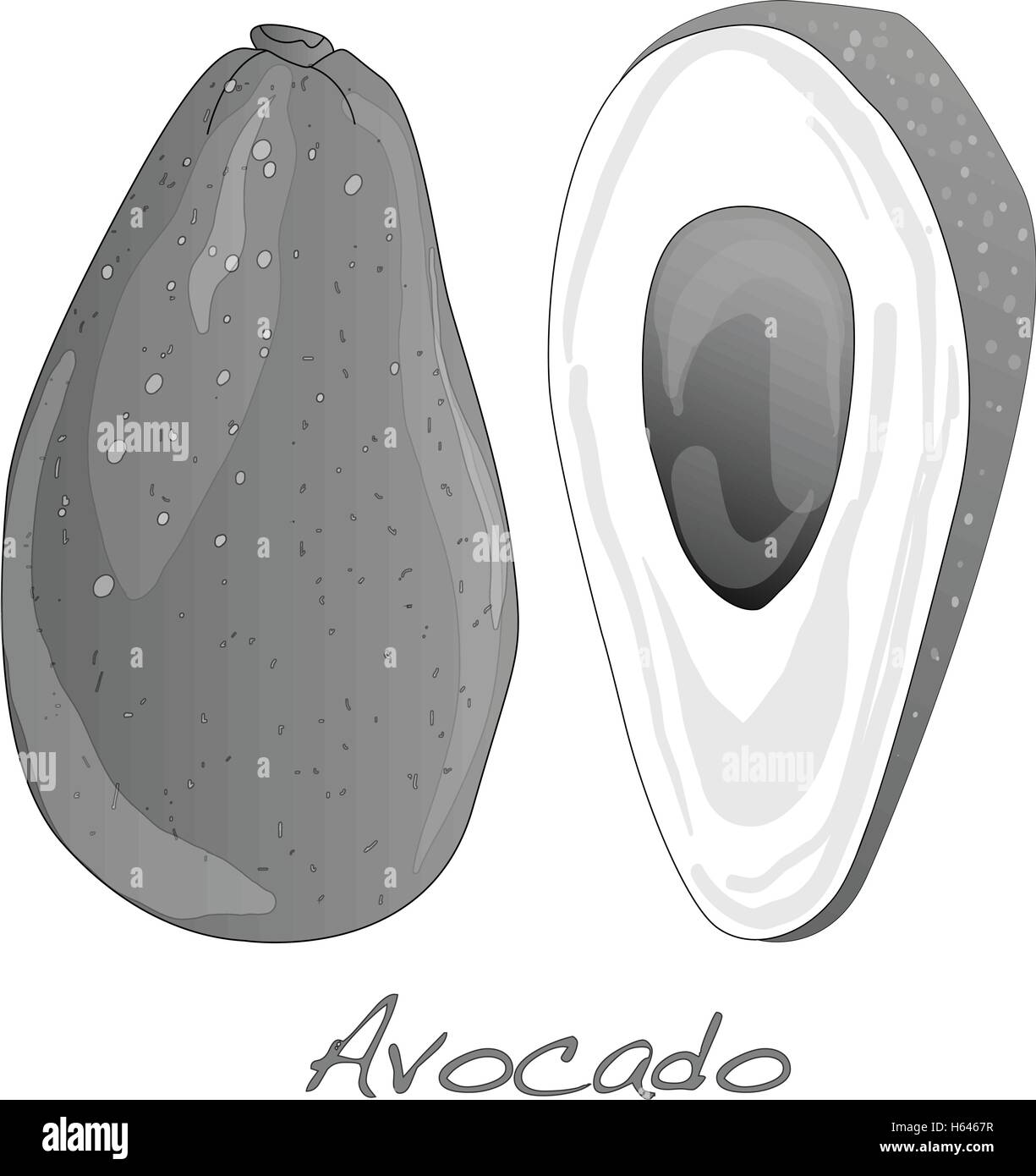 Avocado vector isolated on white Stock Vector Image & Art - Alamy