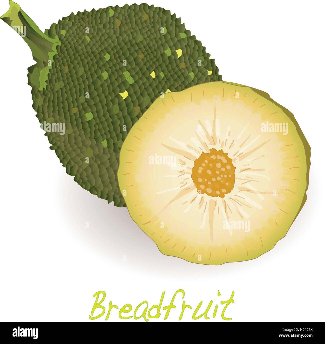 Breadfruit vector isolated on white background Stock Vector Image & Art ...