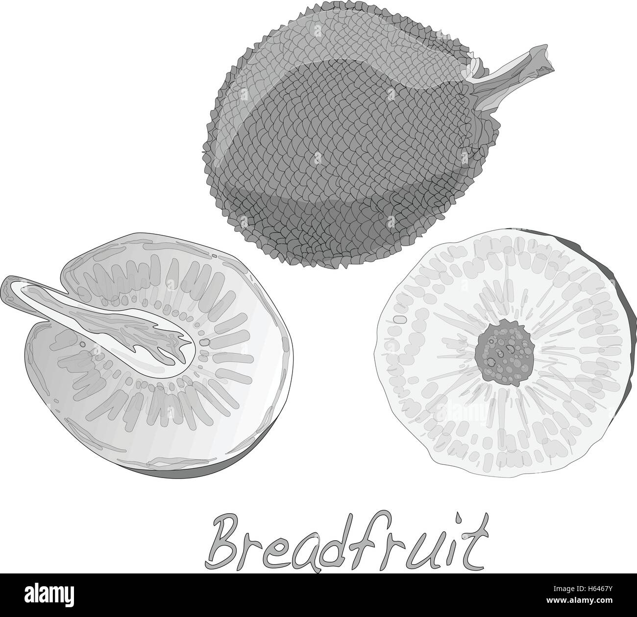 Fruit of the breadfruit tree Stock Vector Images - Alamy