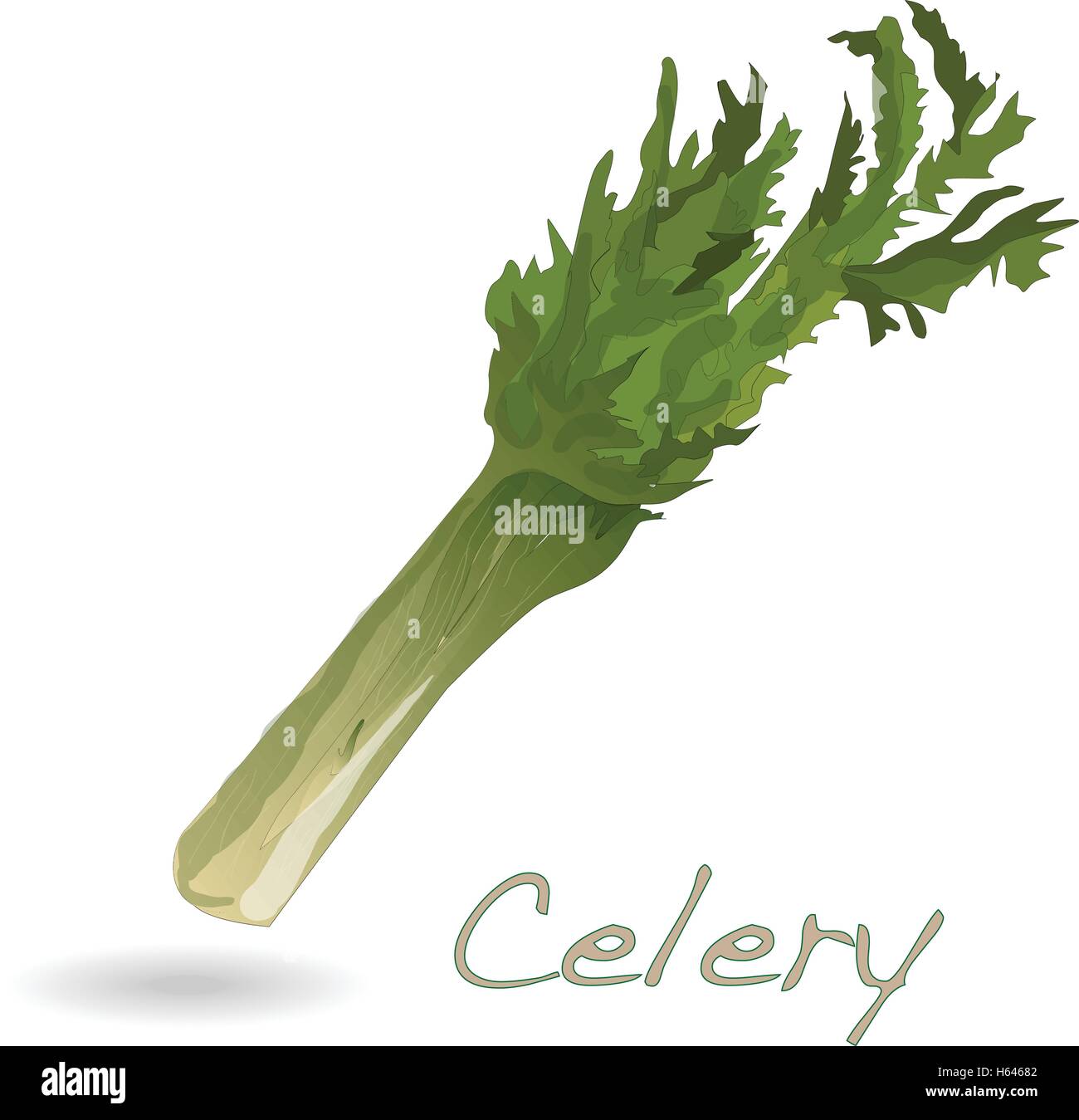 Object on white celery Stock Vector Images - Alamy