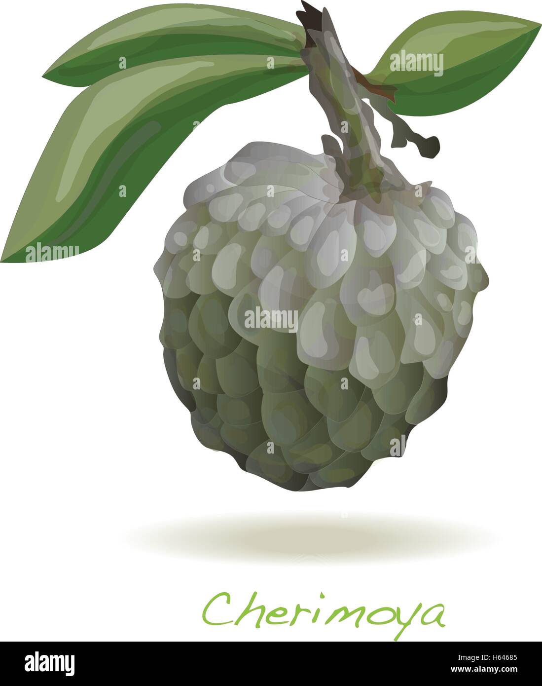 Custard apple or cherimoya vector isolated Stock Vector Image & Art - Alamy