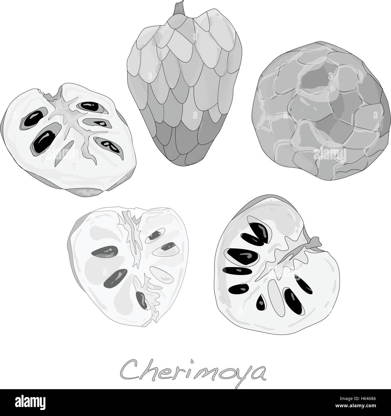 Cherimoya vector vectors hi-res stock photography and images - Alamy