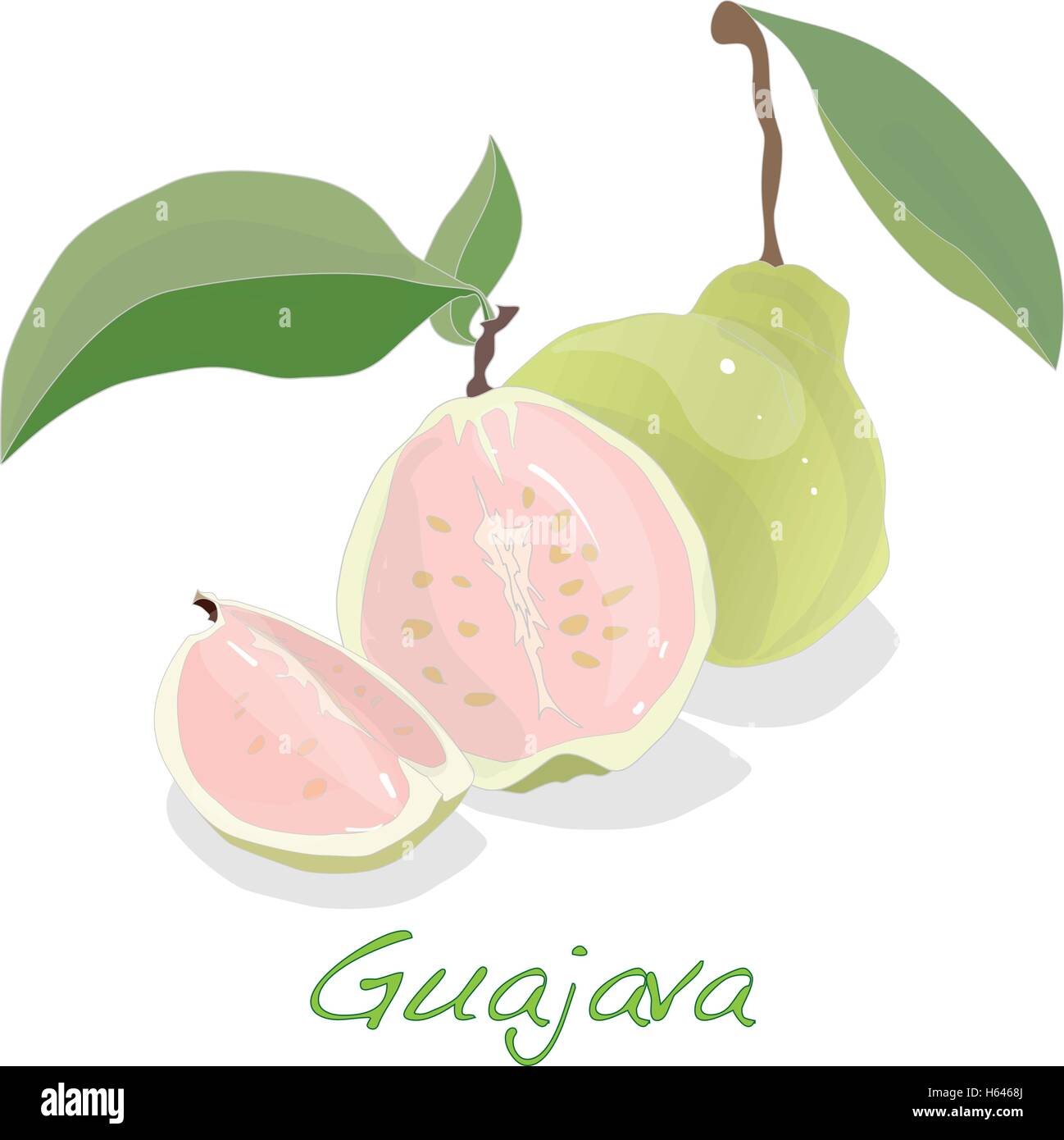 fresh and organic green Guava or Apple Guava (Psidium Guajava) vector ...