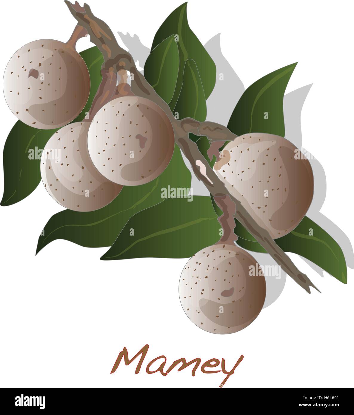 Mammea Stock Vector Images - Alamy