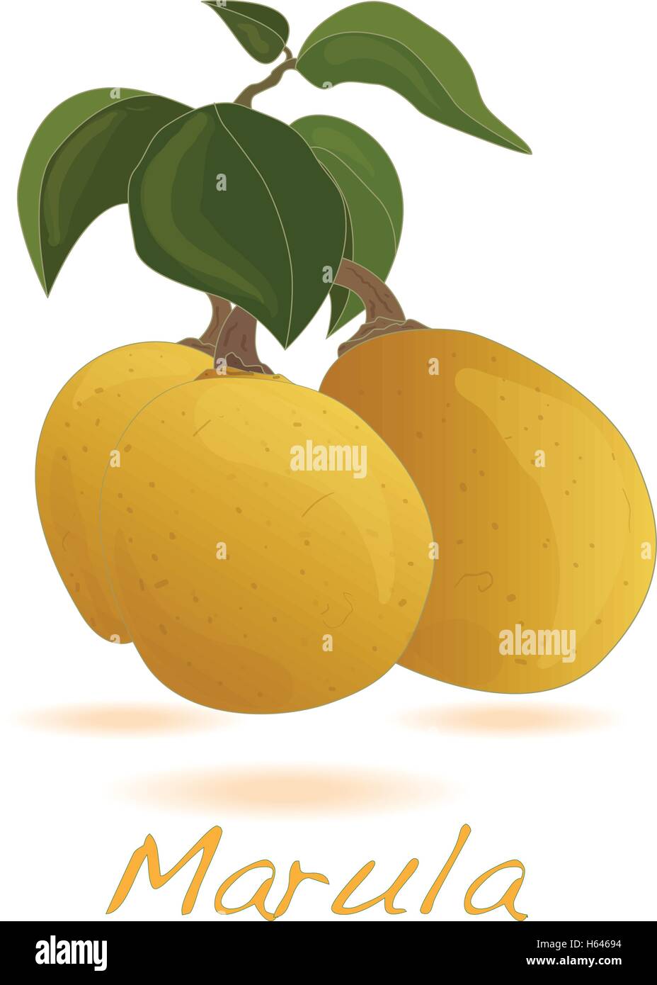 Amarula High Resolution Stock Photography and Images - Alamy