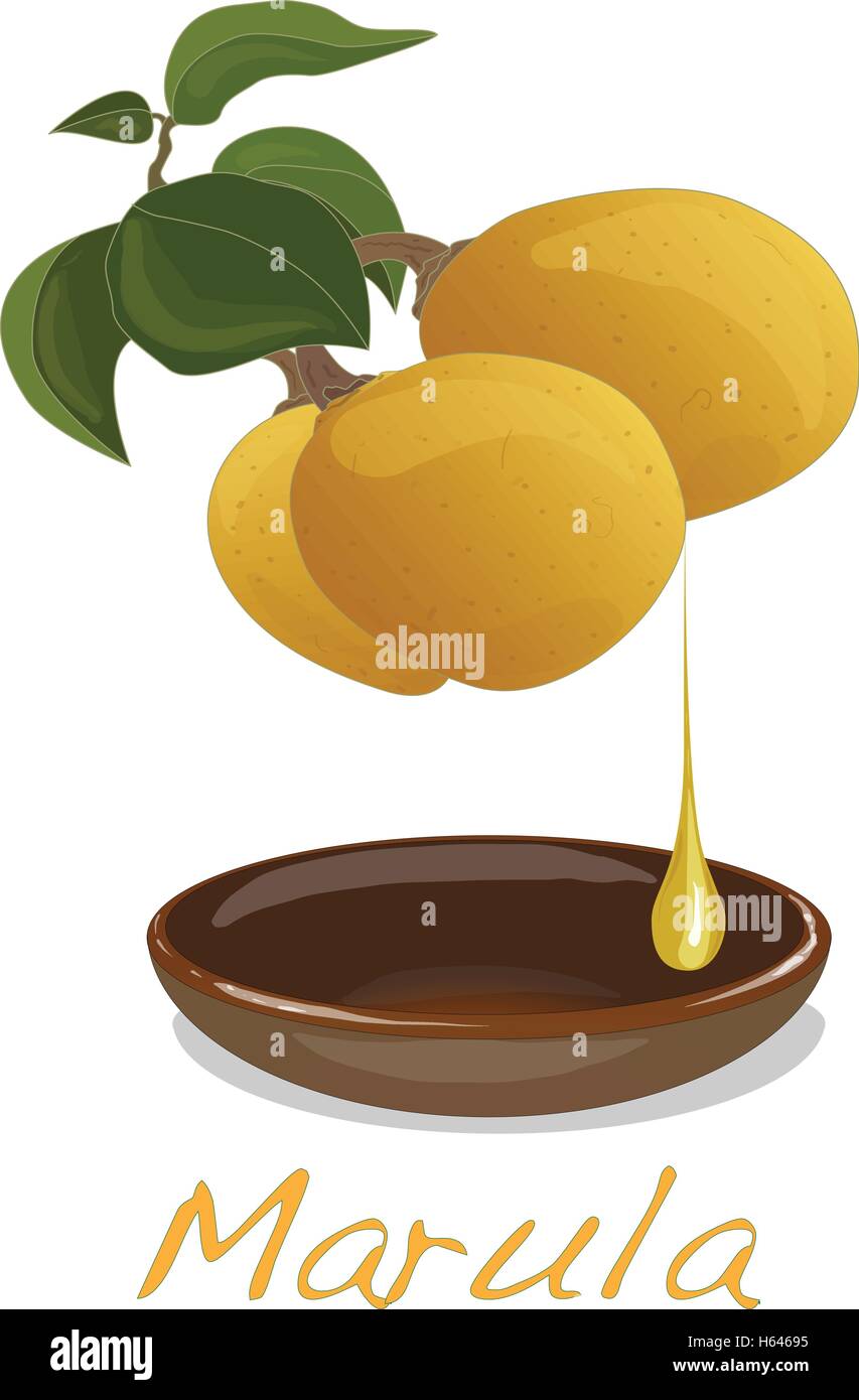 Marula fruit. Vector illustration isolated Stock Vector Image & Art - Alamy
