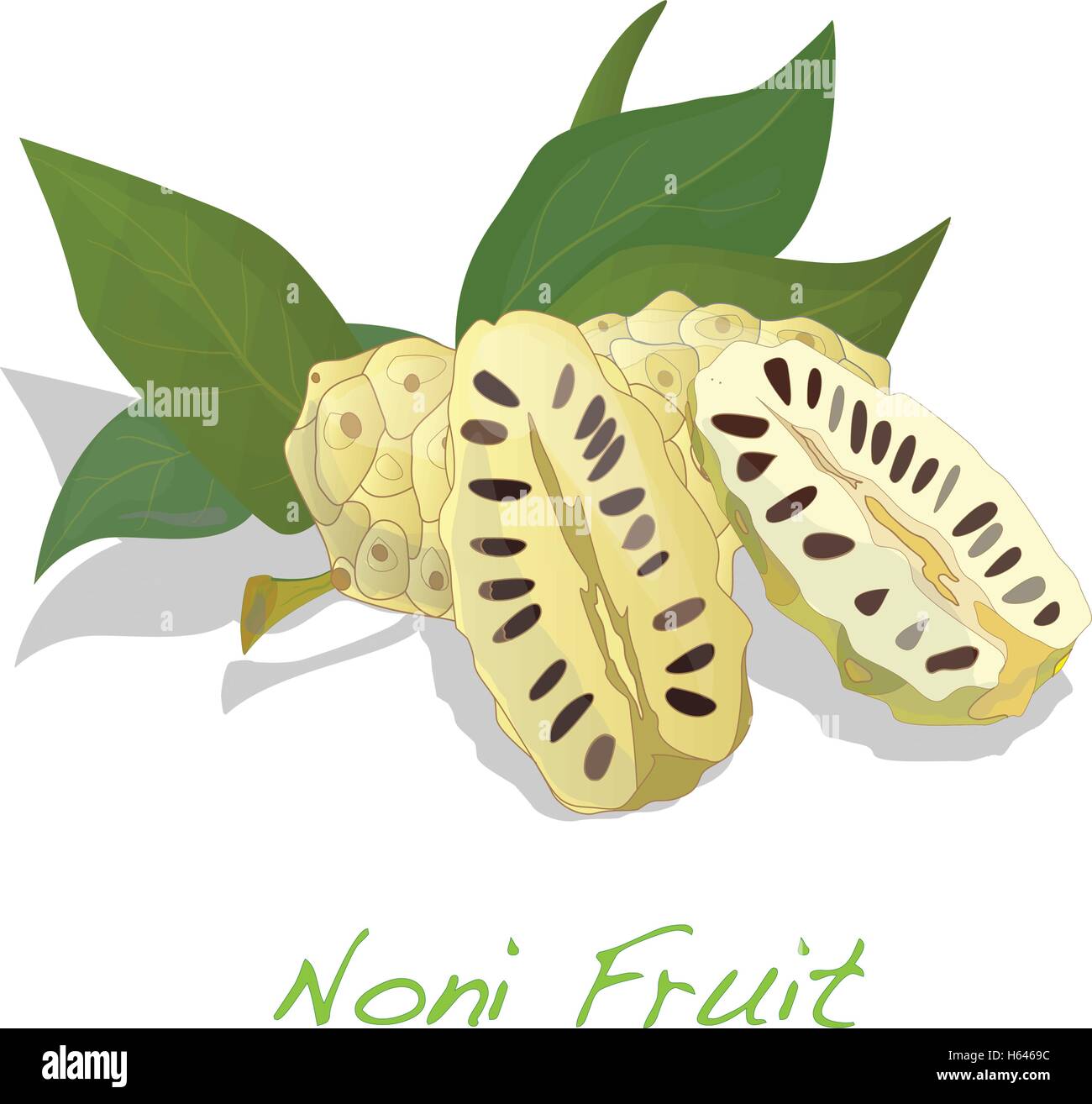Exotic Fruit - Noni isolated vector on the white background Stock ...