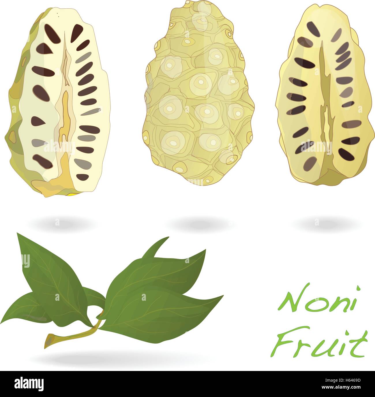 Exotic Fruit - Noni isolated vector on the white background Stock ...