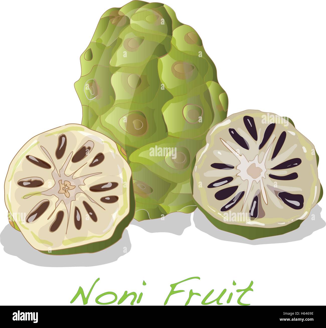 Exotic Fruit - Noni isolated vector on the white background Stock ...