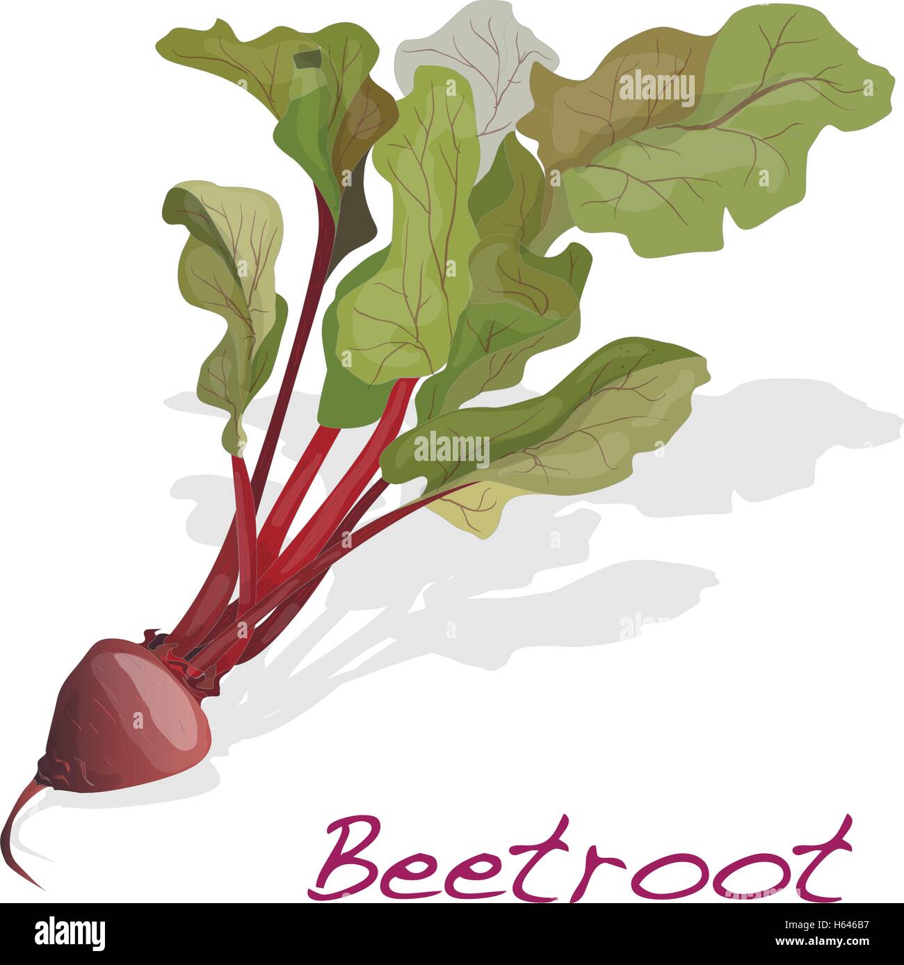 Fresh beetroot with leaves isolated on white. Vector Stock Vector Image ...