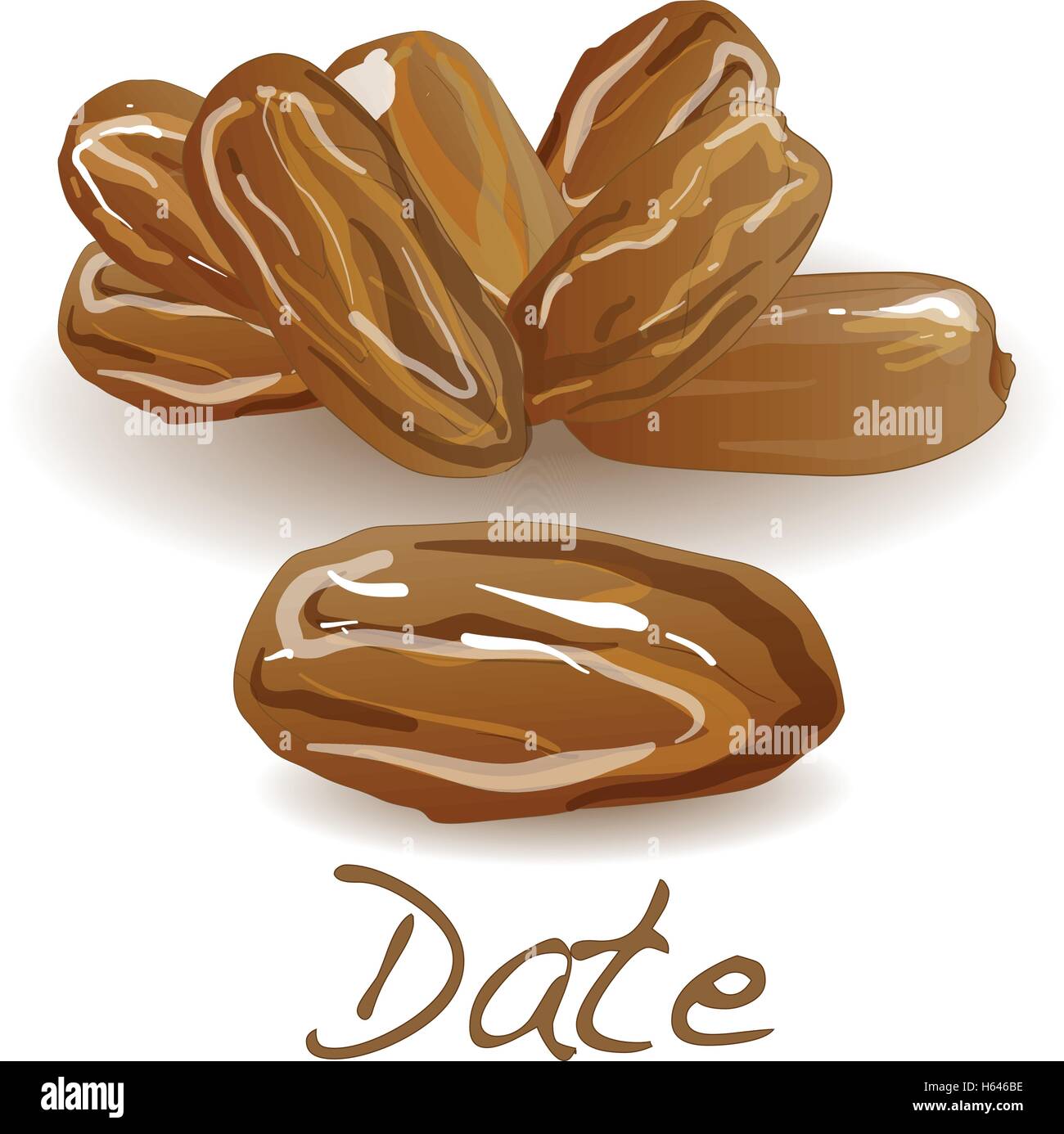 Date fruit. Dry date fruit isolated. Vector illustration Stock Vector ...