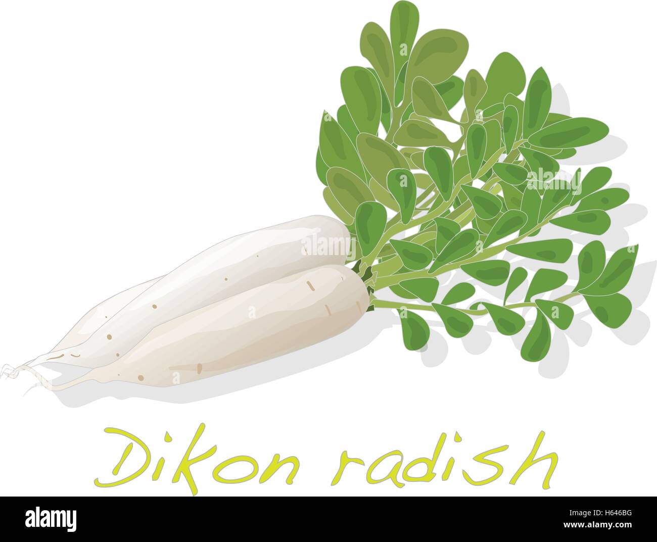 Dikon Stock Vector Images - Alamy