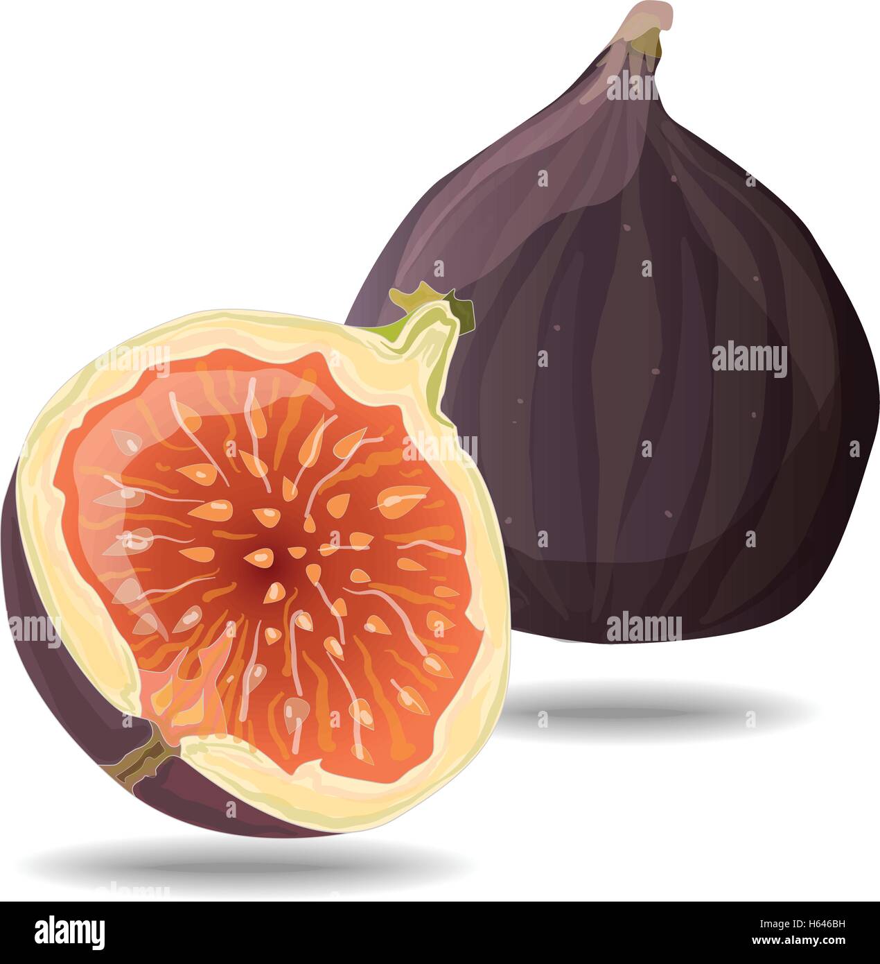 Fresh figs isolated on white. Vector illustration7 Stock Vector Image ...