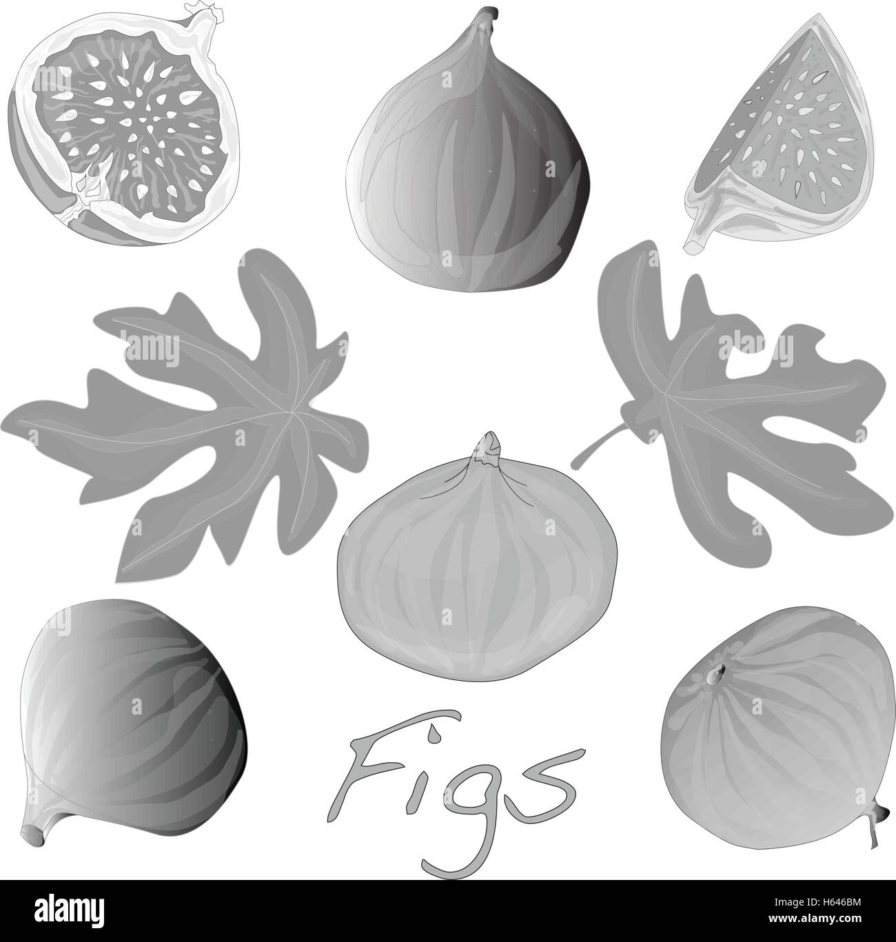 Fresh figs isolated on the white Stock Vector Images - Alamy