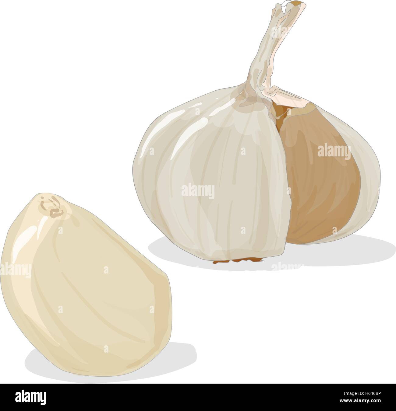 Garlic isolated on white background vector illustration Stock Vector ...