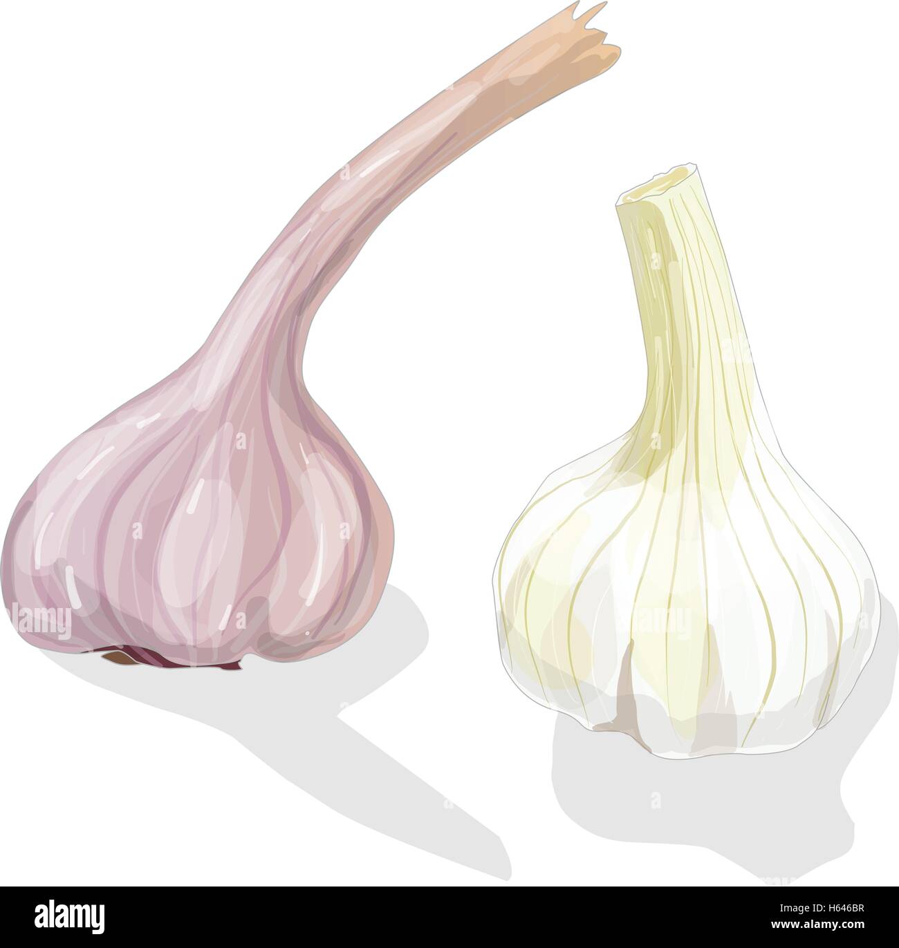 Garlic isolated on white background vector illustration Stock Vector ...