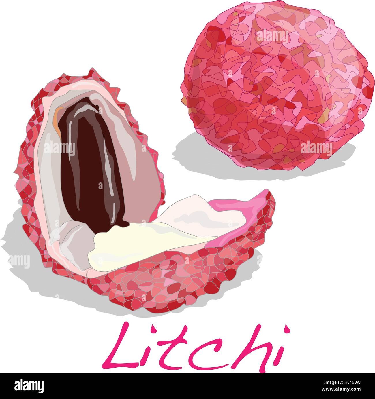 Lychee (Litchi chinensis) on white background. Vector Stock Vector ...