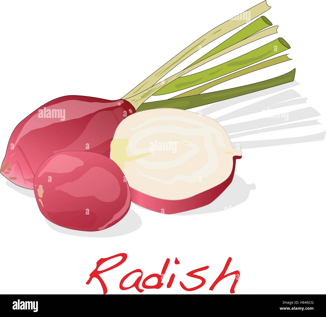 Fresh radish isolated on white background. Vector Stock Vector Image ...