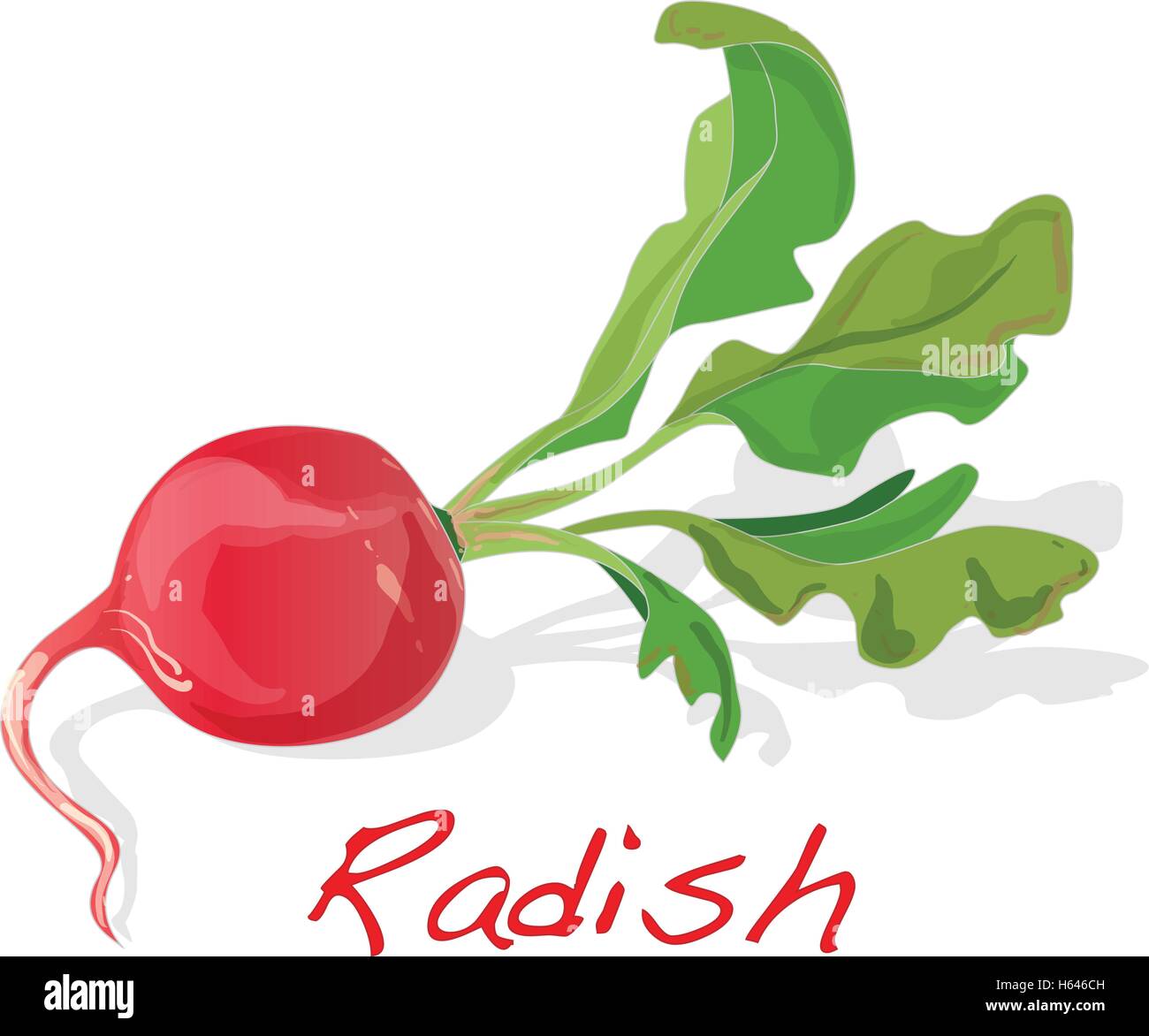 Fresh radish isolated on white background. Vector Stock Vector Image ...