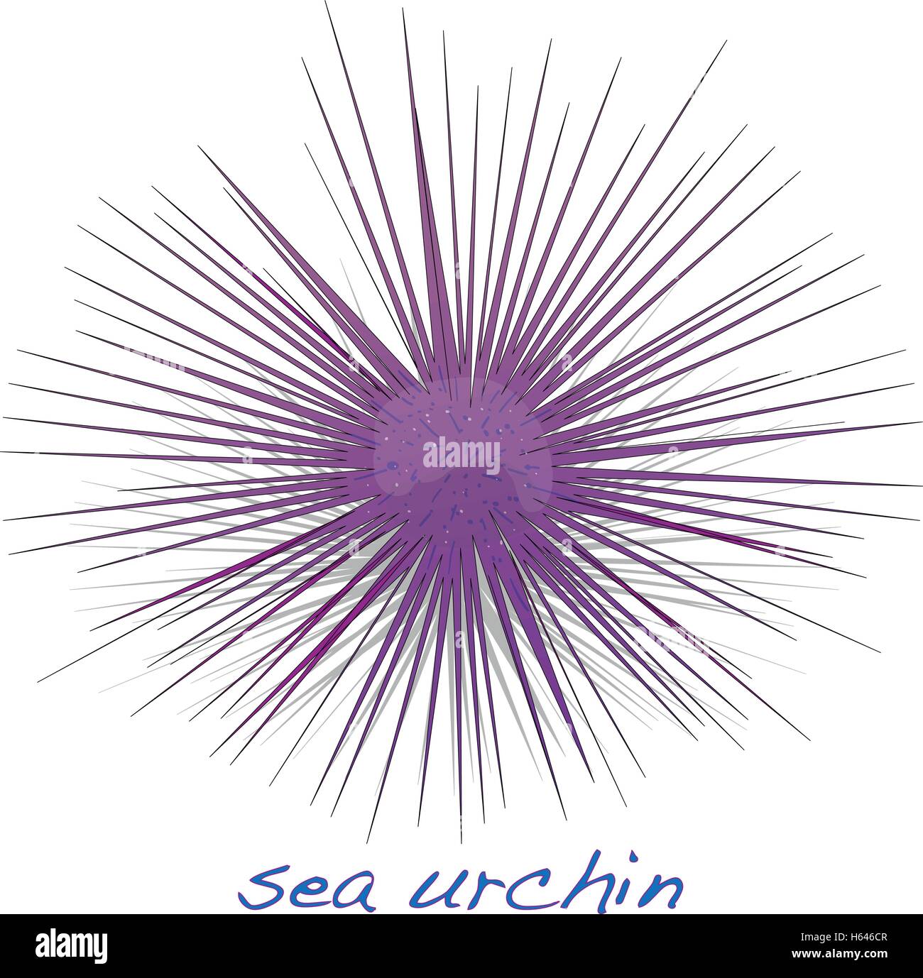 purple sea urchin isolated white background Stock Vector Image & Art ...