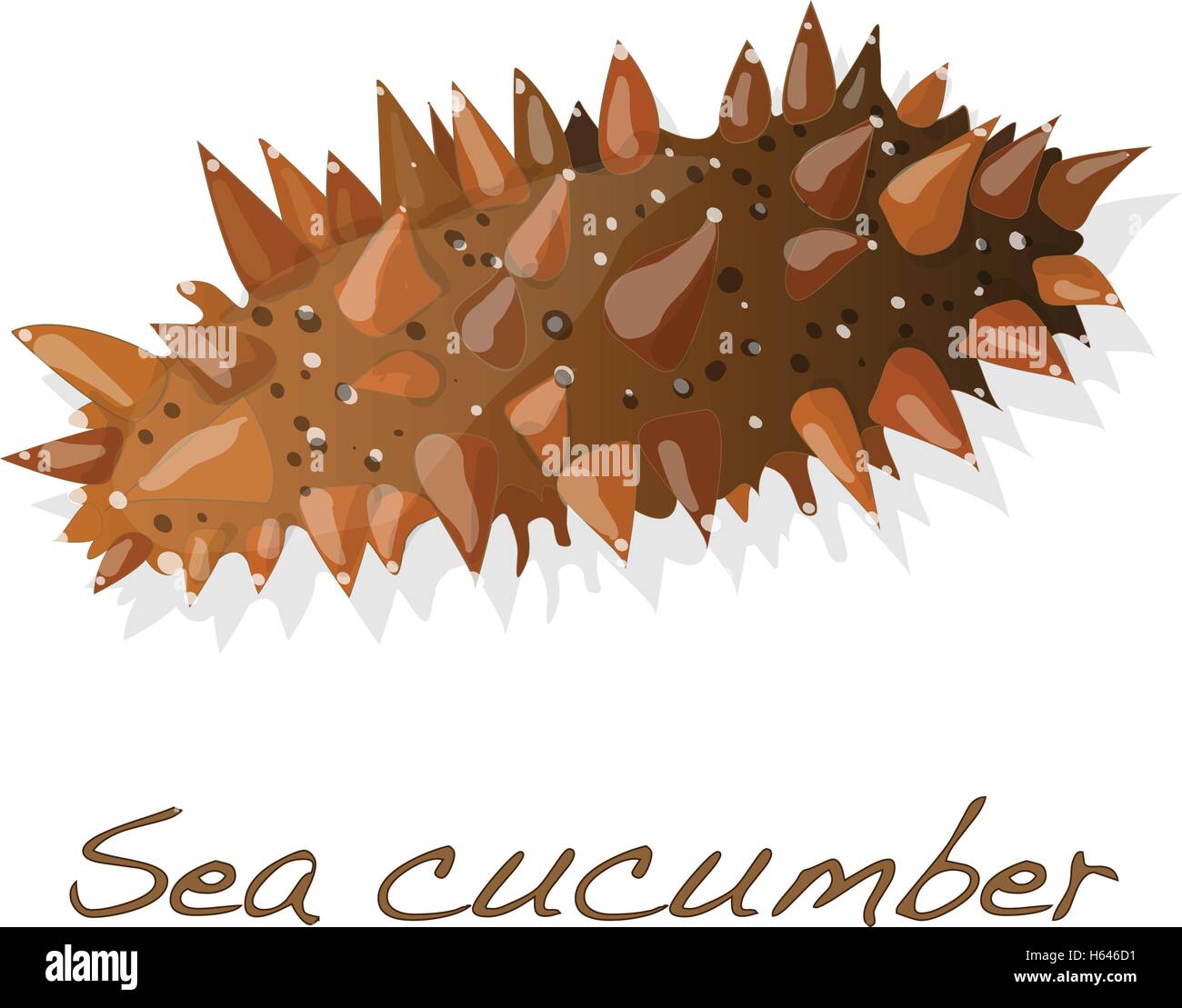 Sea cucumber is isolated on white background Stock Vector Image & Art ...